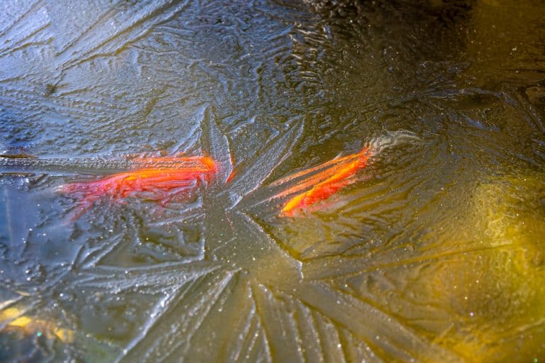 How Do Fish Survive Winter in Ponds? - Pond Talk